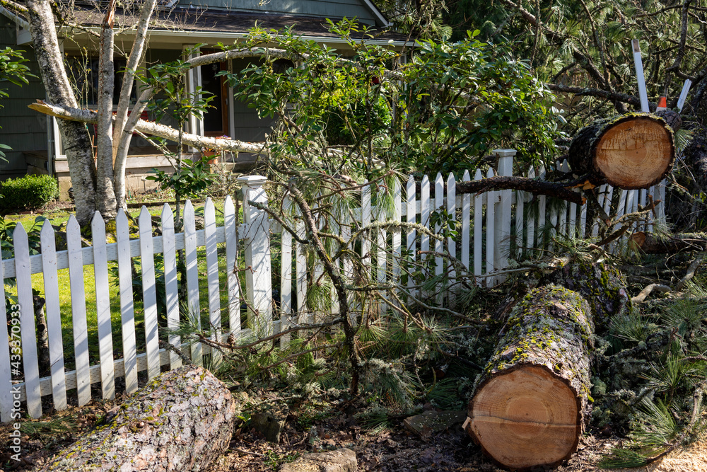 Foto de Fallen tree in the front yard of a residential home after storm ...