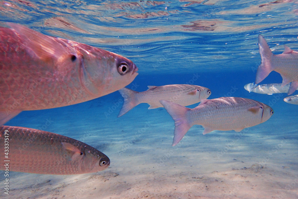 milkfish in the red sea Stock Photo | Adobe Stock