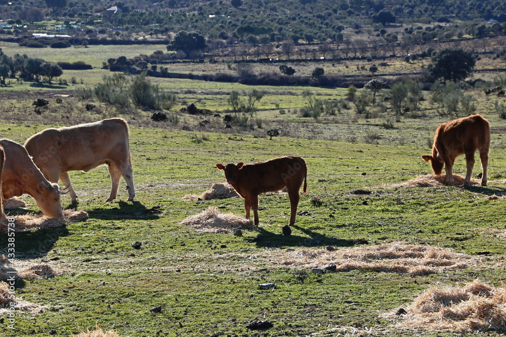 Animales Domésticos Stock Photo | Adobe Stock