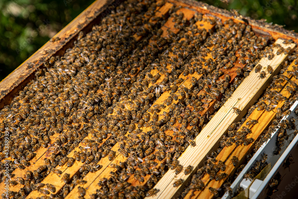 Telai di un arnia con le api Stock Photo | Adobe Stock