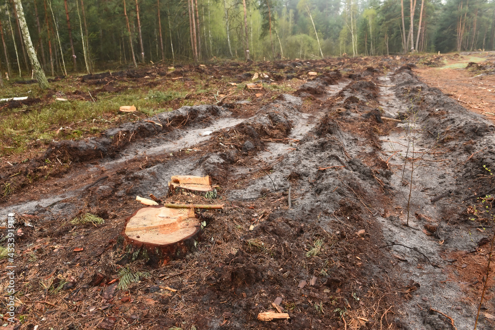 Felled forest area with tree stumps. Destruction and deforestation ...