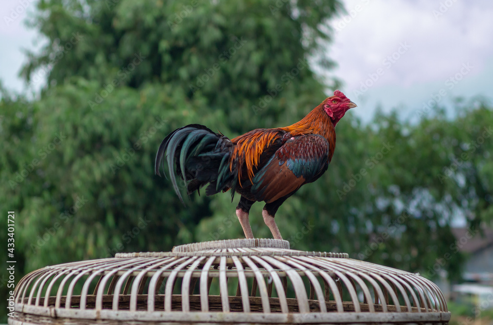 Foto de The Ayam Kampung is the chicken breed reported from Indonesia ...