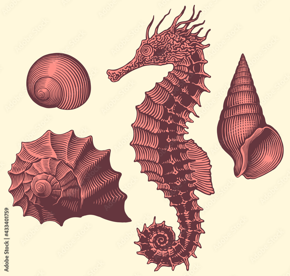 Sea creatures. Design set. Editable hand drawn illustration. Vector ...