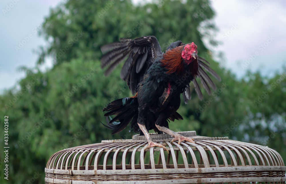 The Ayam Kampung is the chicken breed reported from Indonesia or Free ...