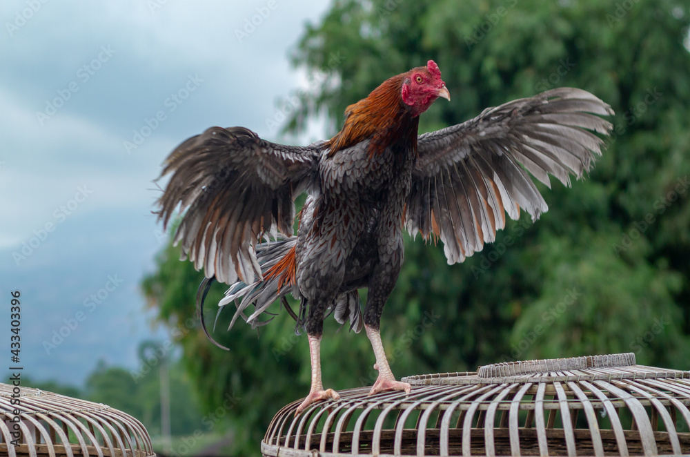 The Ayam Kampung is the chicken breed reported from Indonesia or Free ...