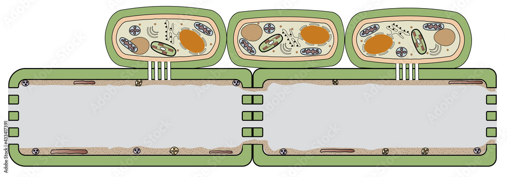 Phloem Longitudinal Section