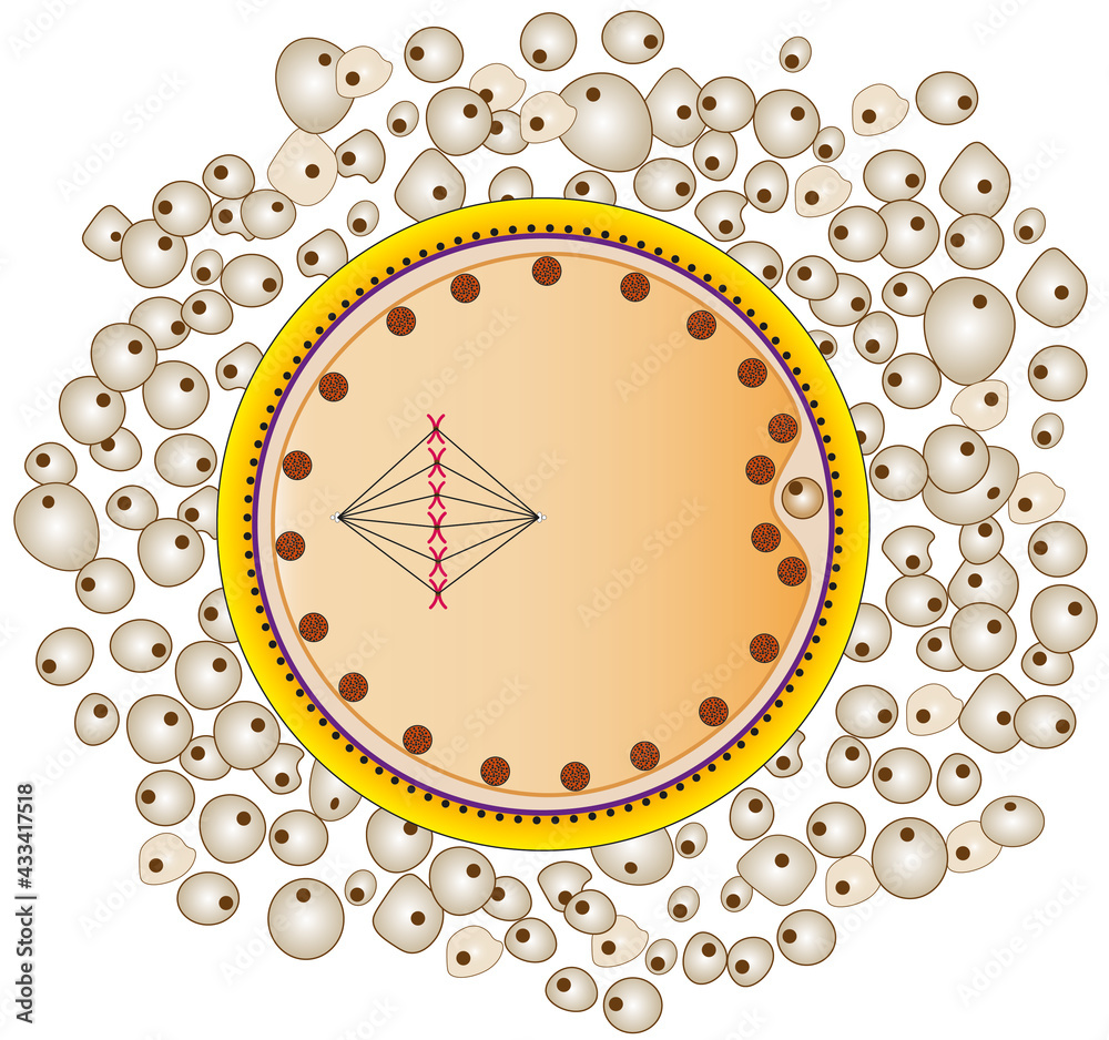 secondary oocyte Stock Illustration | Adobe Stock