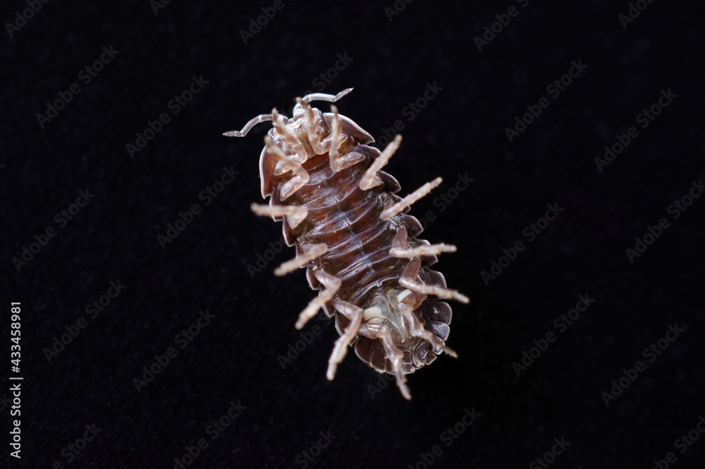 A roly-poly is showing own abdomen and its background is black. Stock ...