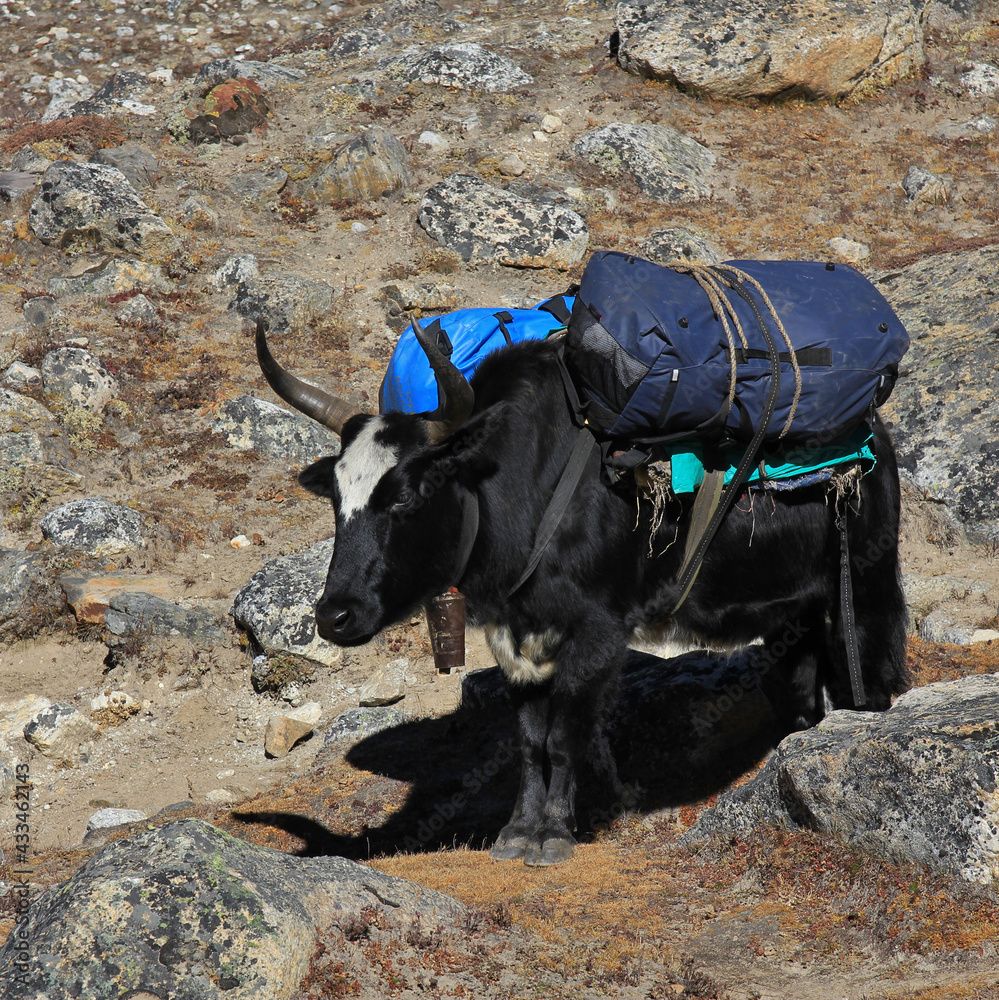 Dzo, hybrid of yak and cow carrying bags Stock Photo | Adobe Stock