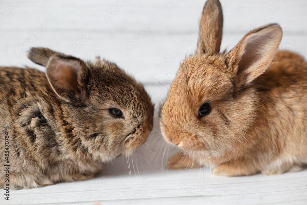 gray and red rabbits look at each other. Love, loyalty and pair ...