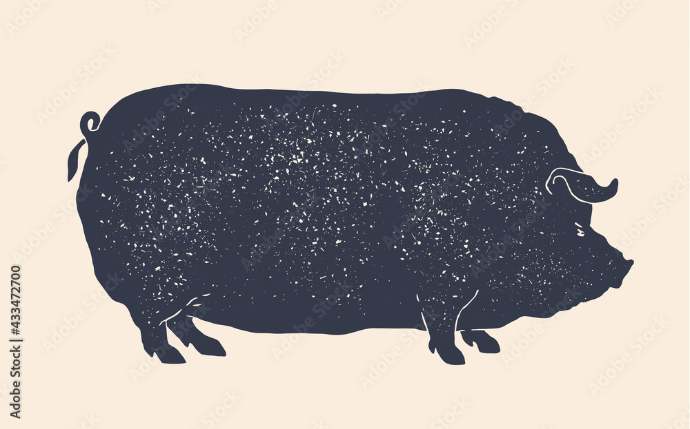 Pork, pig. Vintage retro print, black white pig drawing, grunge old ...