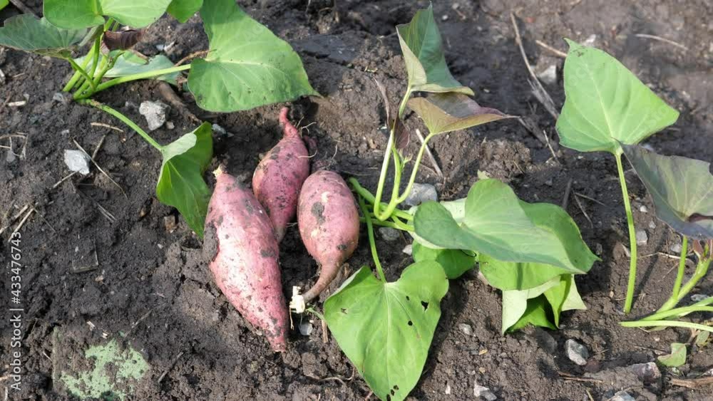 4K Close up of sweet potato fruits with soil in plantation nature ...