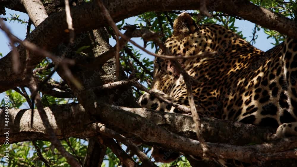 Footage of a leopard (Panthera pardus) laying in the thick branches of ...