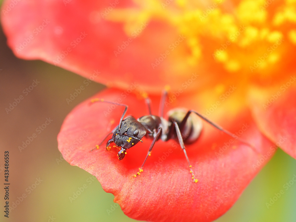 Pollinator: a big black ant carrying pollen grains on its body. Stock ...