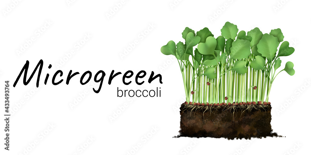 Cultivation of microgreen broccoli, young sprout, cabbage seeds in the ...