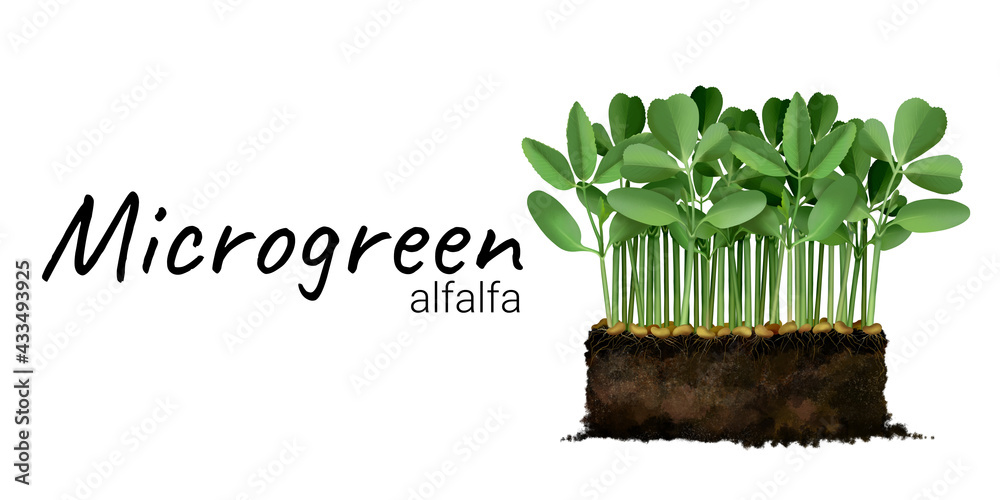Cultivation of microgreen alfalfa, young sprout, alfalfa seeds in the ...