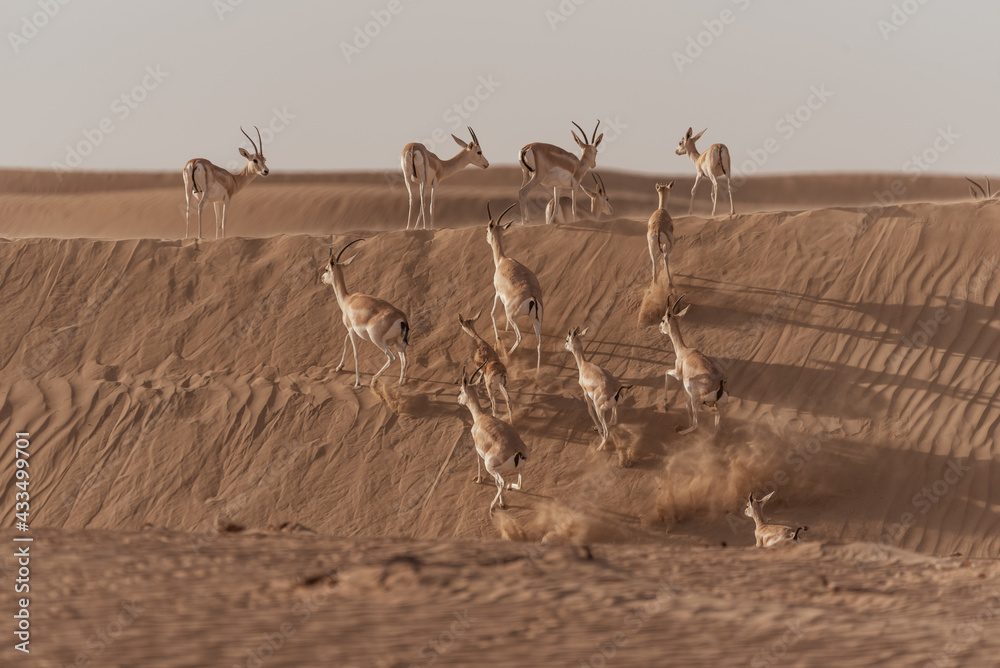 Foto de Gazelles in the Arabian Desert in Dubai - UAE.... These ...