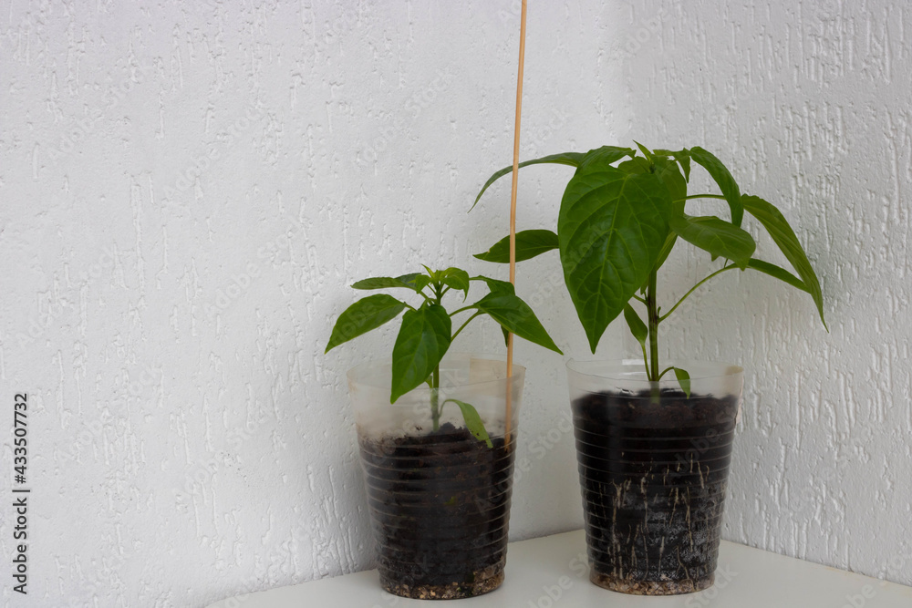Bell pepper seedling with a well-developed root system on a white ...