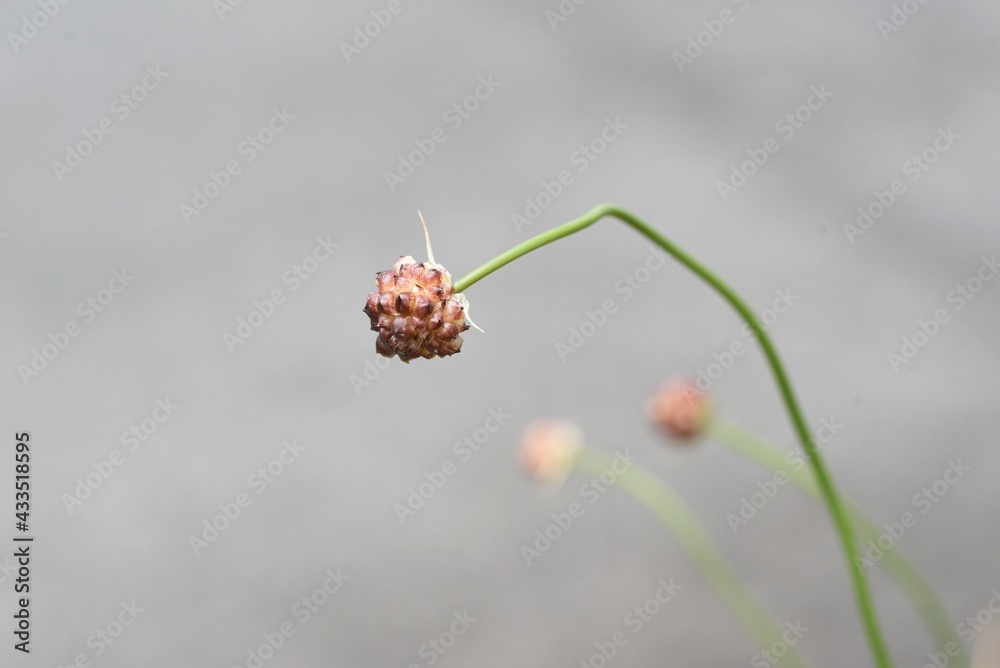 The propagule (Bulbil) of Wild rocambole. Propagule (Bulbil) is a ...