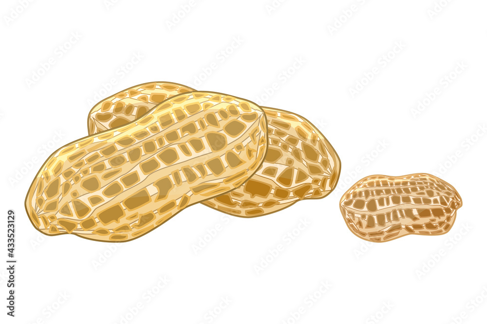 Peanut isolated on white background. Pignut with nutshell. Tasty nut ...