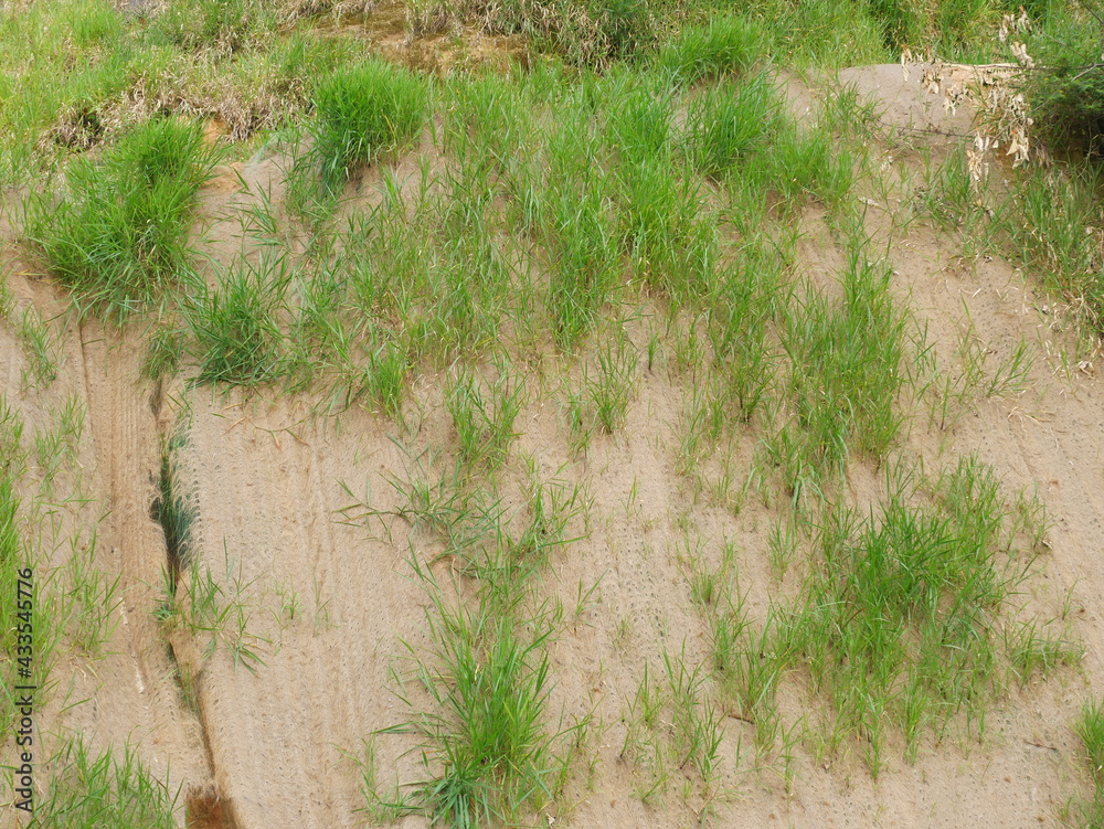 Permanent slope protection with the natural grass using the hydroseed ...