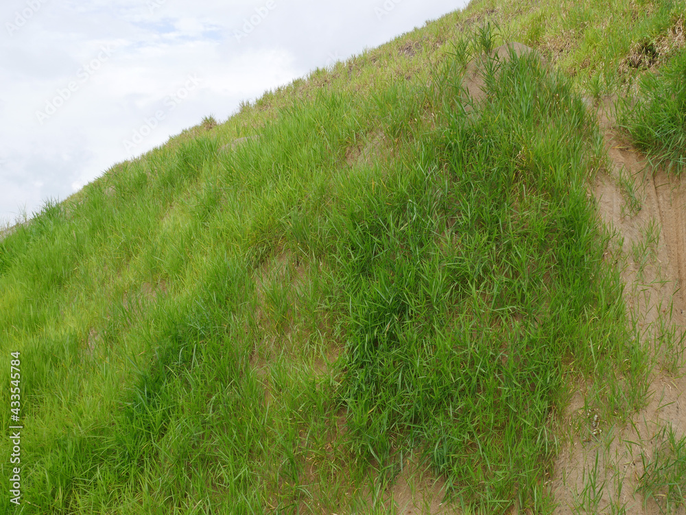 Permanent slope protection with the natural grass using the hydroseed ...