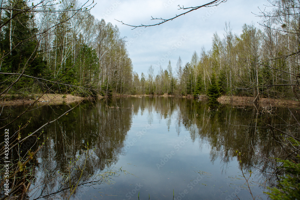 Beautiful nature landscape green forest of pine tree reflect on the ...