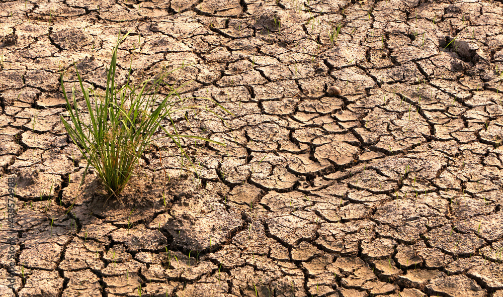 Cracked soil a destruction of rice crop due to drought and lack of rain ...