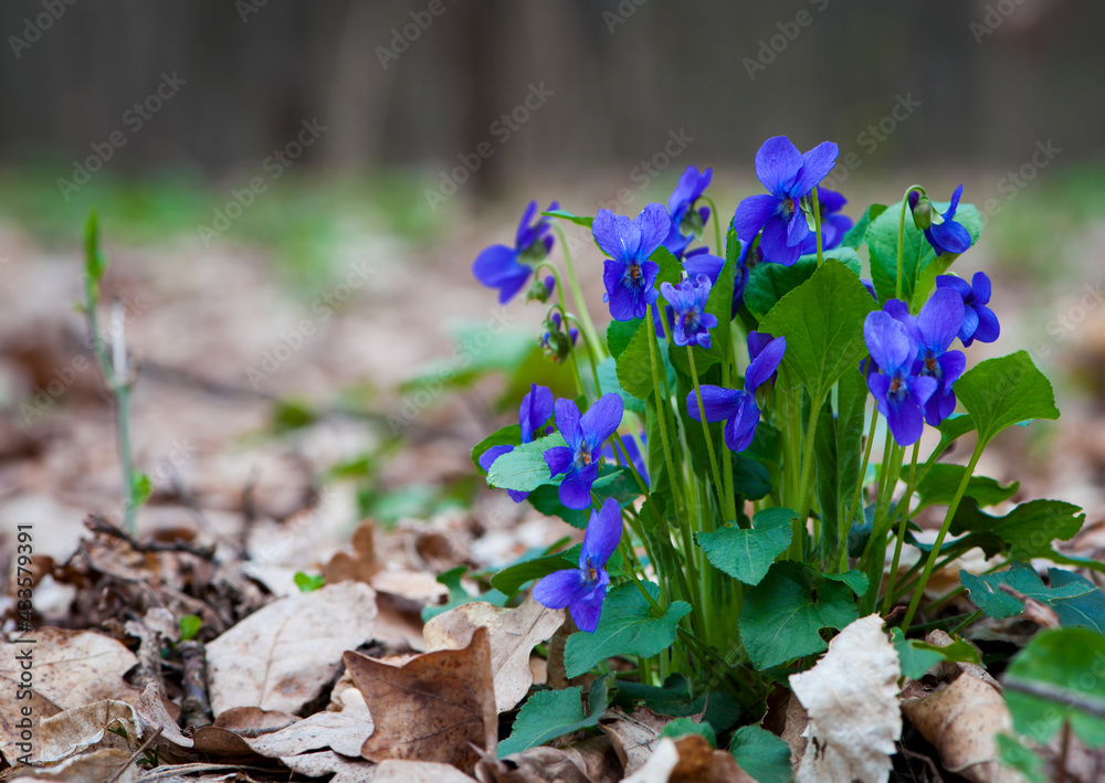 Viola odorata. Viola odorata tender spring purple flowers with green ...