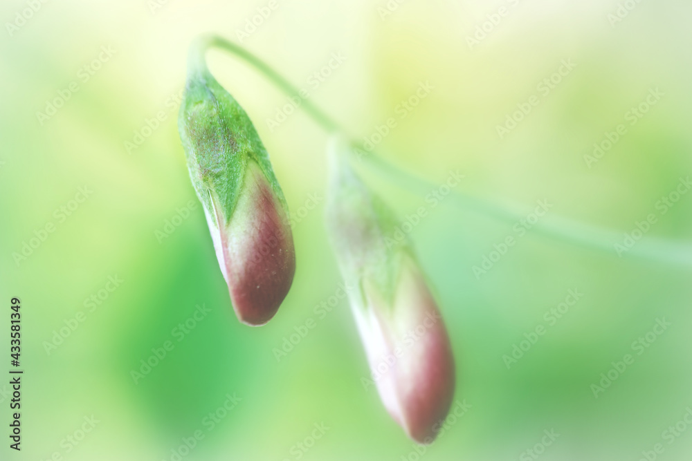 First buds on wild growing sweet pea plant. Narrow depth of field and ...