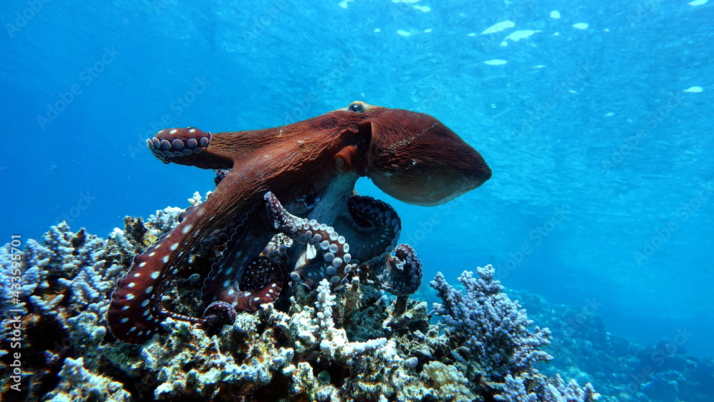 Octopus. Big Blue Octopus on the Red Sea Reefs. Stock Photo | Adobe Stock