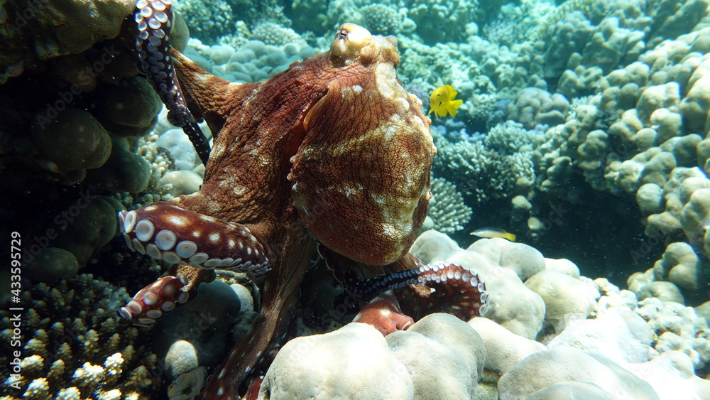 Octopus. Big Blue Octopus on the Red Sea Reefs. Stock Photo | Adobe Stock