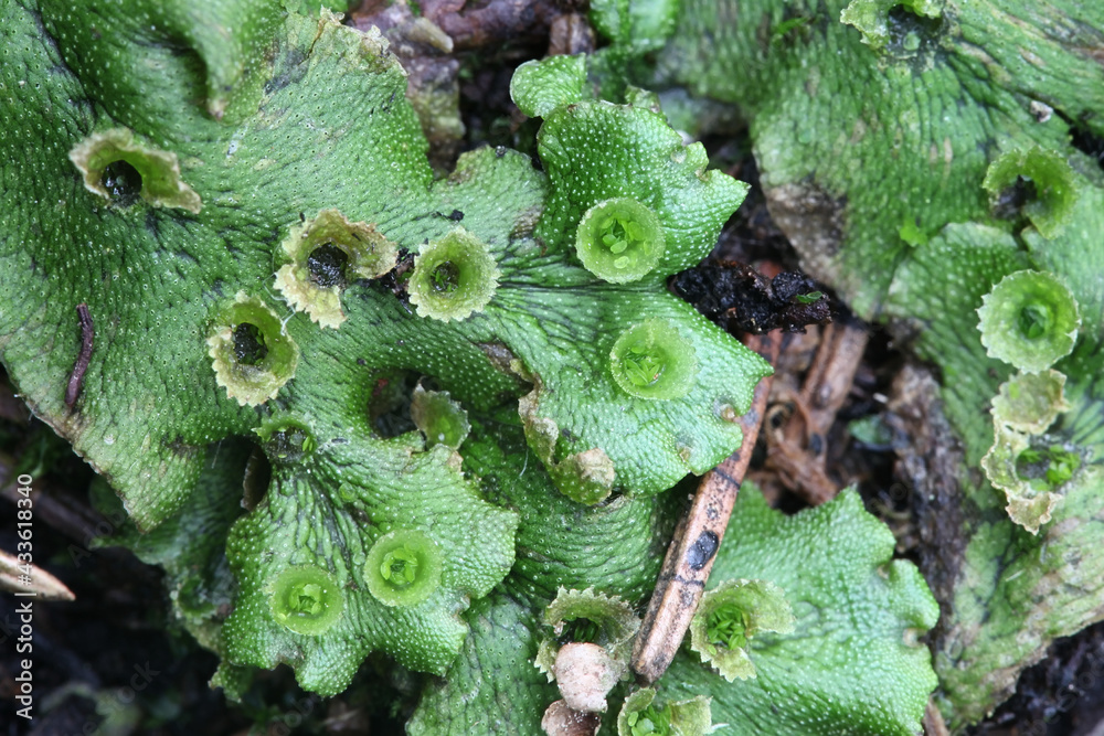 Liverworts Marchantia