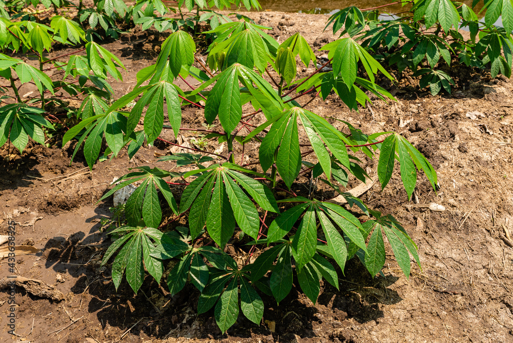 row of young shoots Growing Bitter Cassava in field with irrigation ...