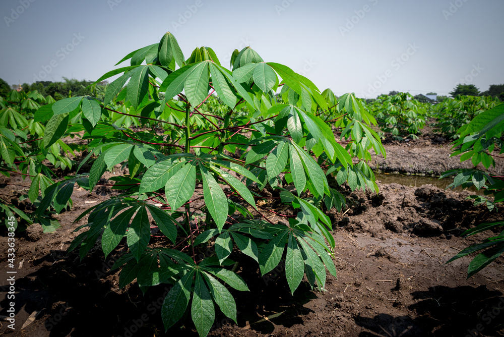row of young shoots Growing Bitter Cassava in field with irrigation ...