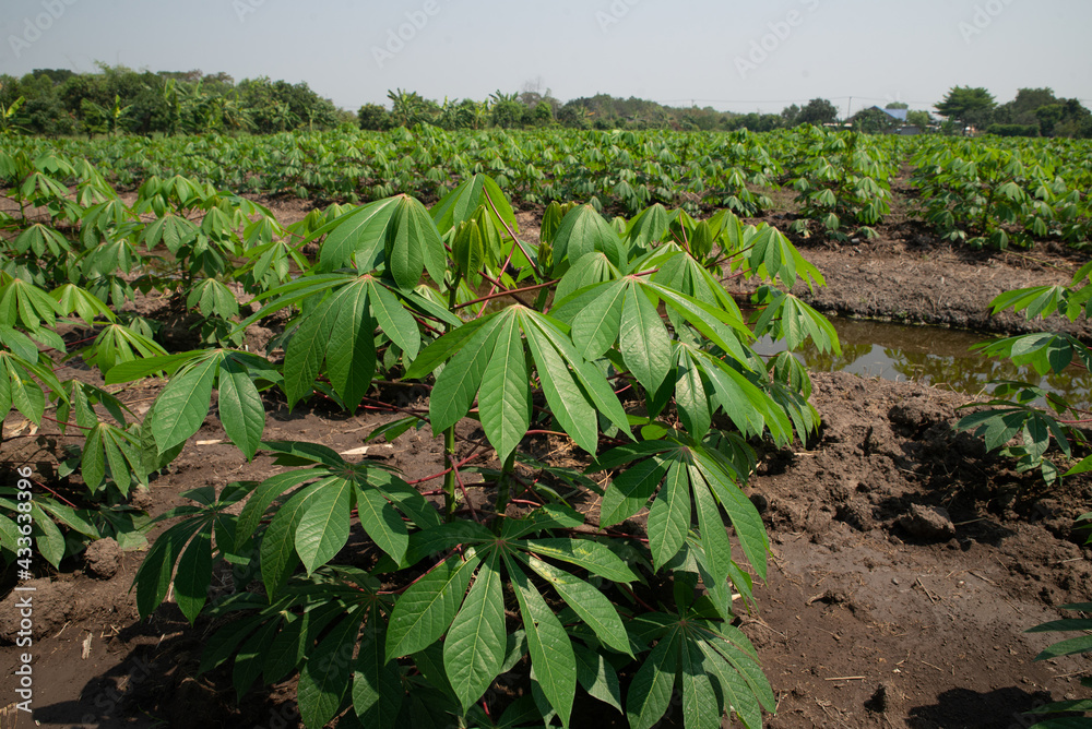 row of young shoots Growing Bitter Cassava in field with irrigation ...