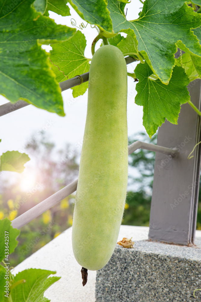 Raw fresh fruit of wax gourd or Benincasa hispida on blurred greenery ...