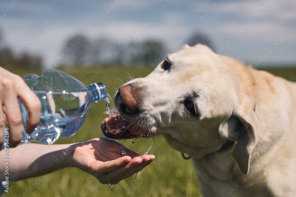 Dog drinking water from plastic bottle. Pet owner takes care of his ...