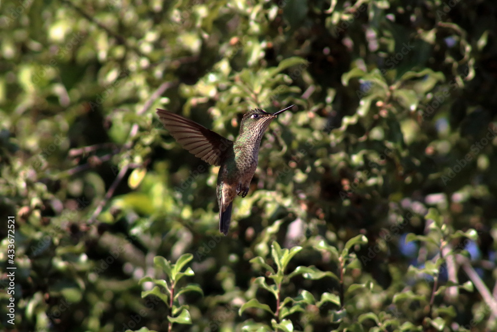 Colibrí suspendido en el aire en posicón vertical semi perfil, con alas ...