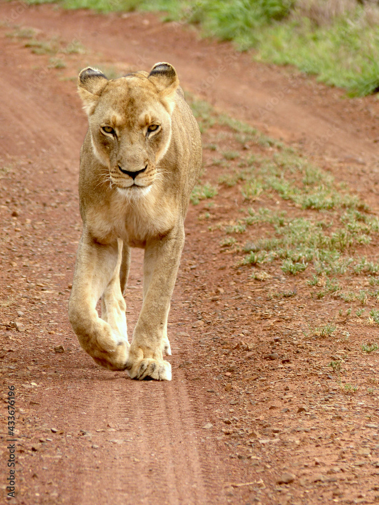 Foto de Strong and beautiful african lioness (panthera leo) walking and ...