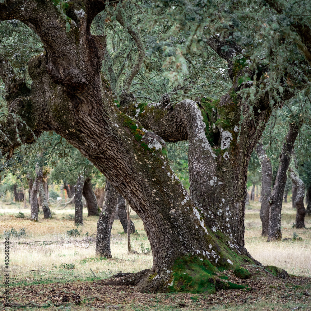Ancient holm oak forest (Quercus ilex) in a foggy day with centenary ...
