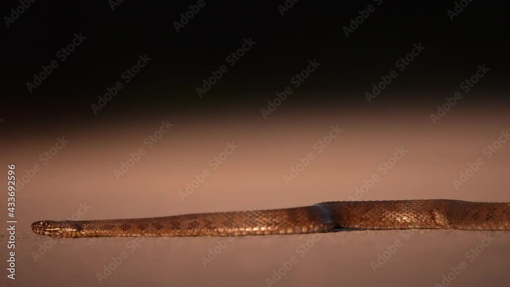 Vídeo do Stock: Mangrove Salt Marsh Snake (Nerodia clarkii ...
