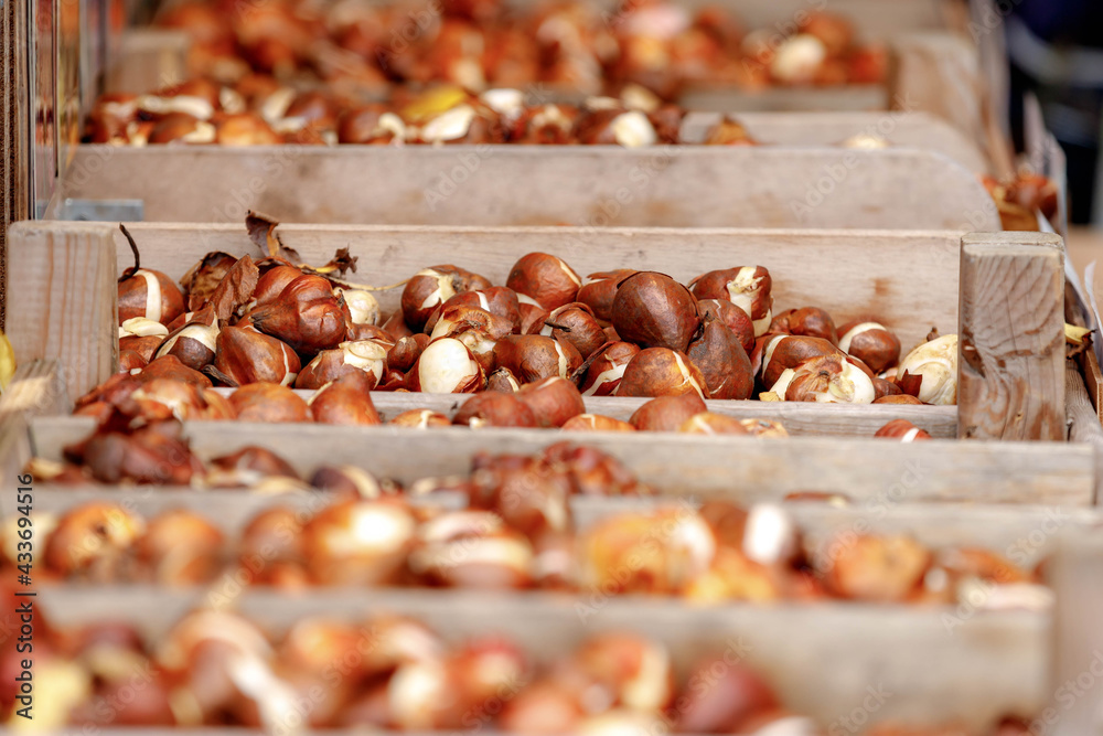 Selective focus of stacked group of tulip bulbs display in wooden box ...