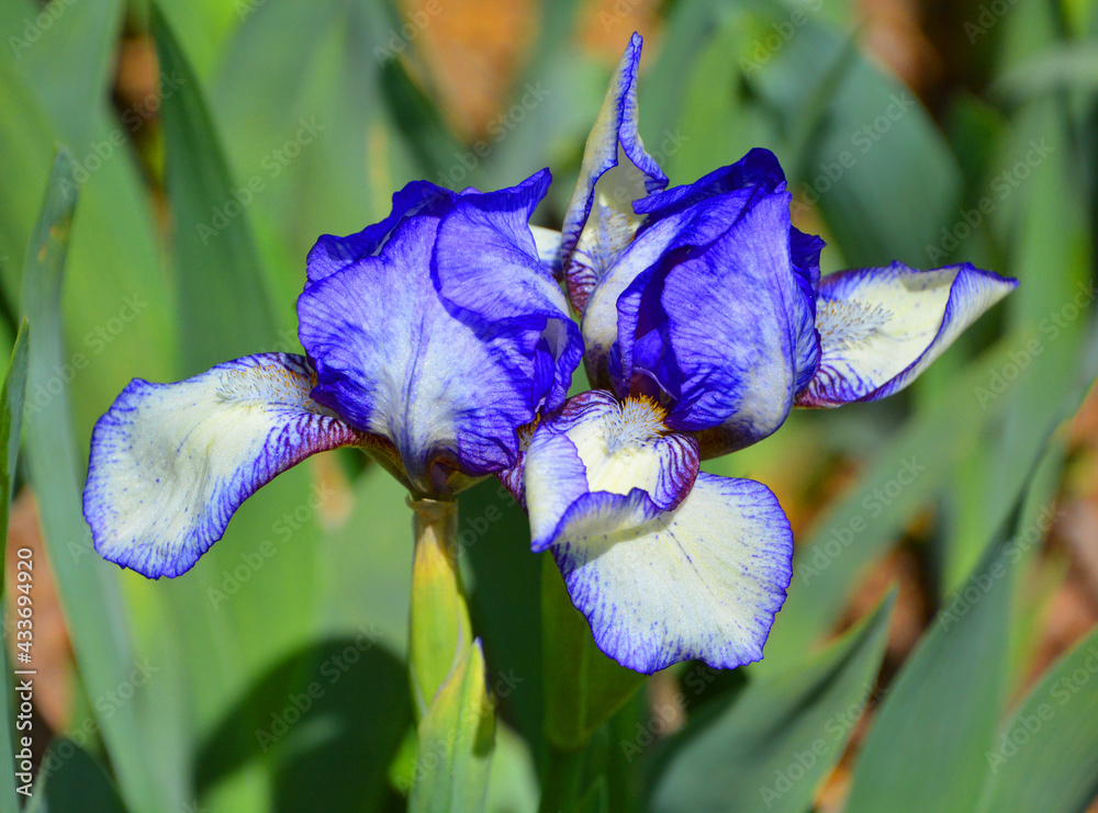 Iris is a genus of about 260–300 species of flowering plants with showy ...