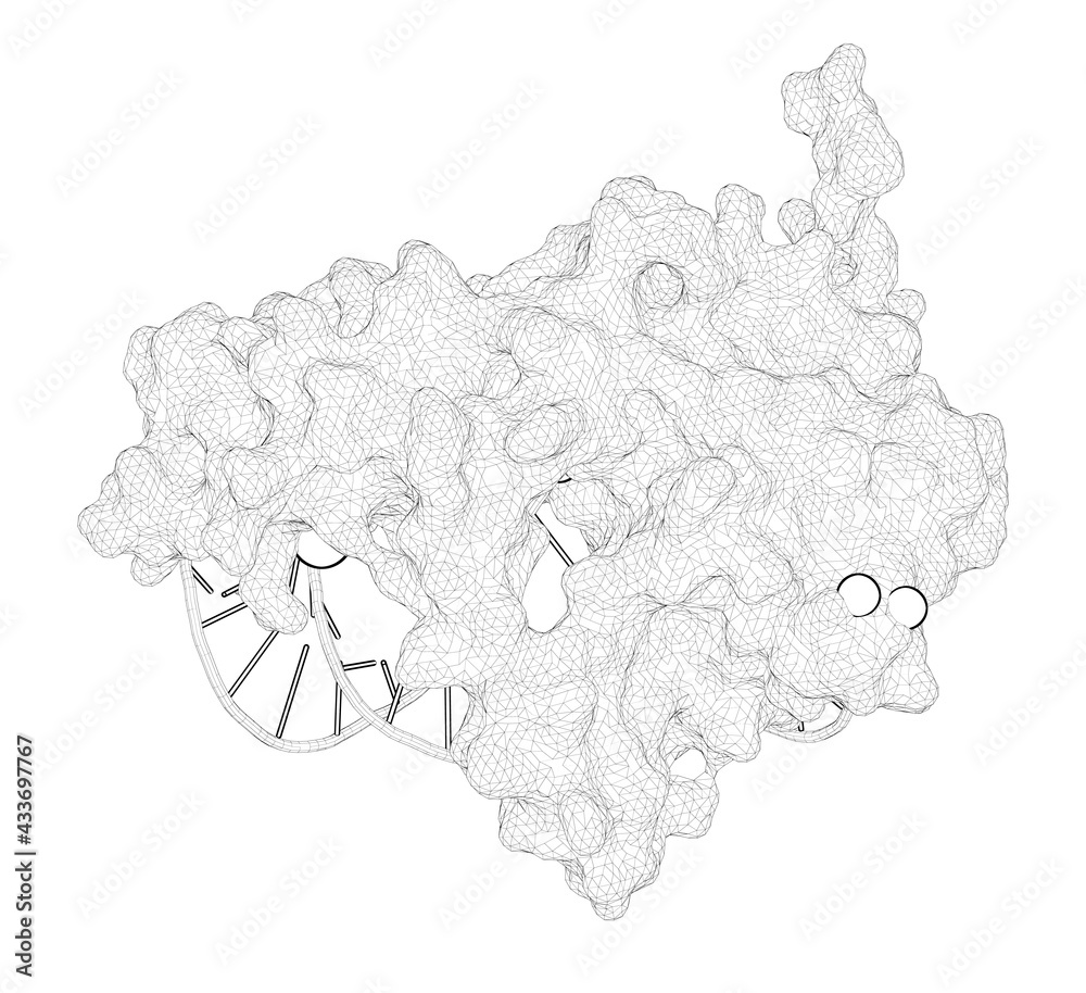 3D rendering as a line drawing of a molecule. Human Flap Endonuclease ...