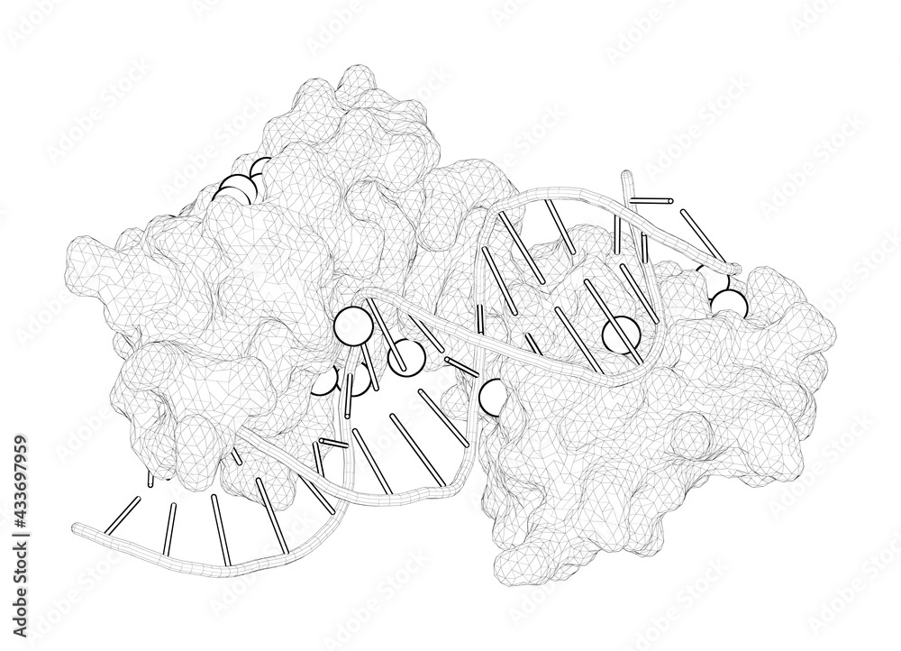 3D rendering as a line drawing of a molecule. Structural Basis of ...