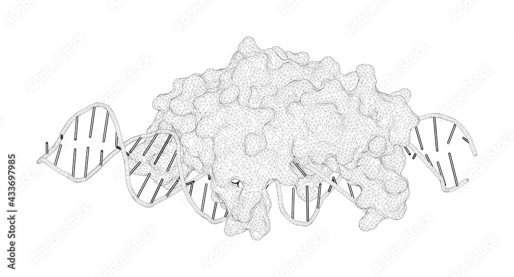 3D rendering as a line drawing of a molecule. Structural and ...