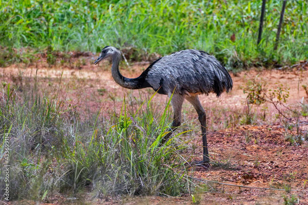 Greater Rhea photographed in Chapada dos Veadeiros National Park, Goias ...