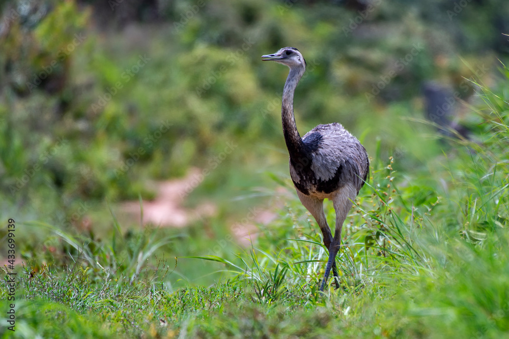 Greater Rhea photographed in Chapada dos Veadeiros National Park, Goias ...