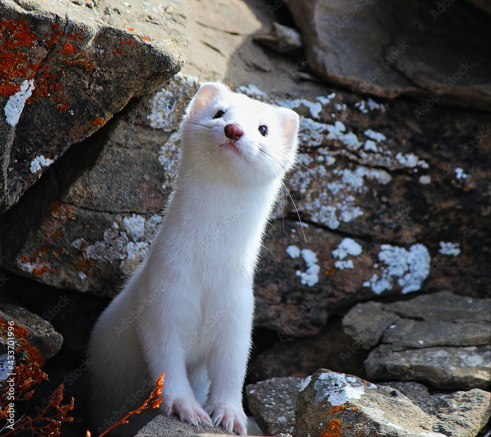 Foto de El armiño (Mustela erminea) es una especie de mamífero ...